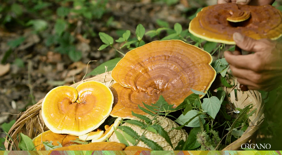 EMEA Blog - Ganoderma: Why we love Ganoderma....