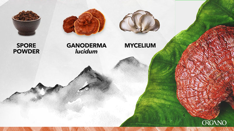 ORGANO Ganoderma: what sets our products apart