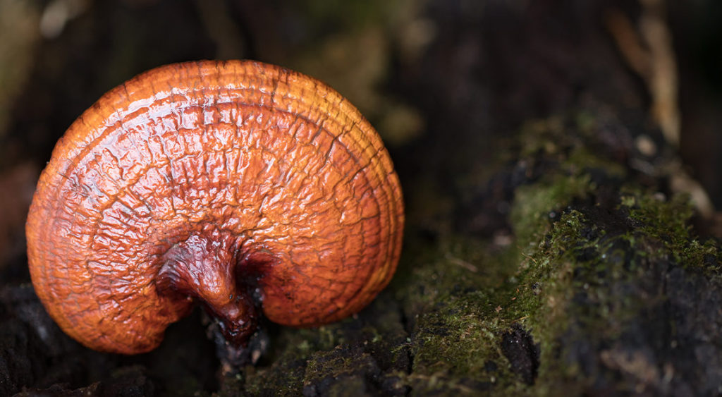 Your Guide to Ganoderma and its benefits - Organo Blog