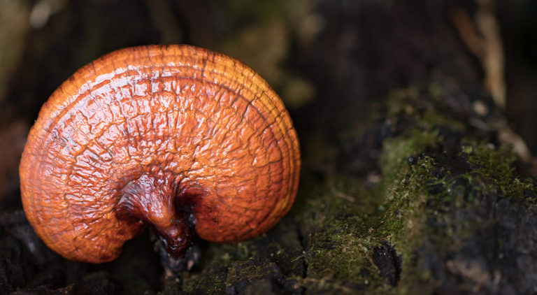 Your Guide to Ganoderma and its benefits - Organo Blog